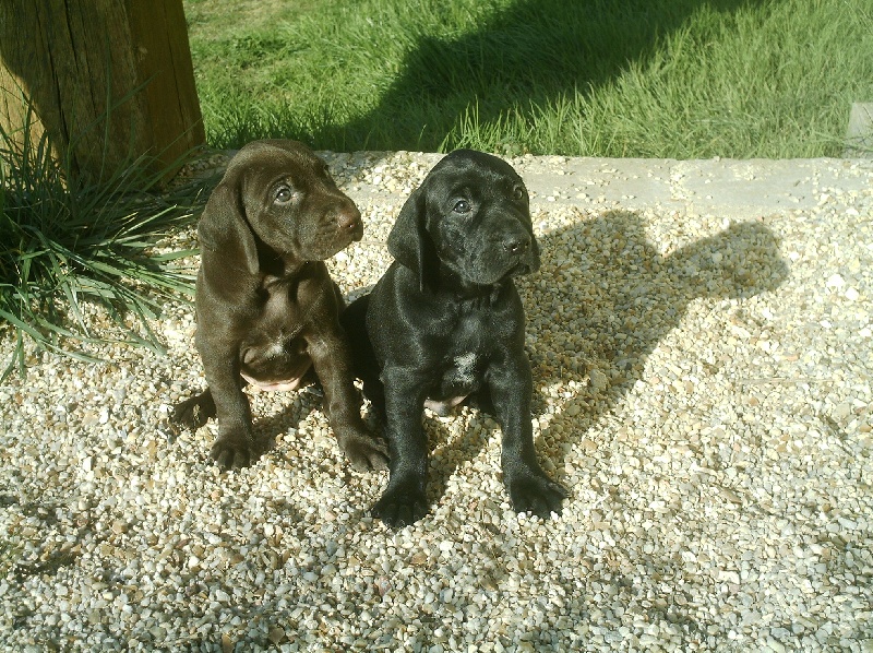 Photo - Elevage Des marais de sologne - eleveur de chiens Braque ...