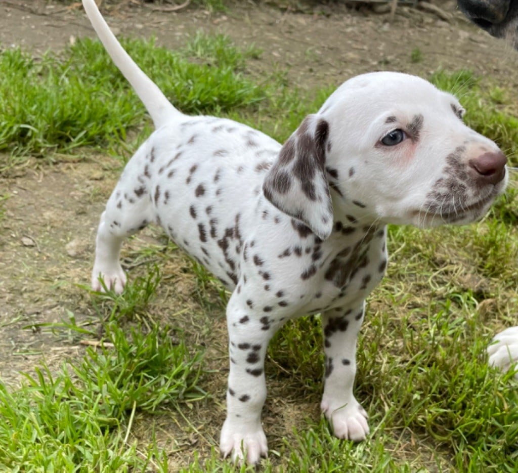 Chiot Dalmatien - CHIOT 4 foie Valma's Signature