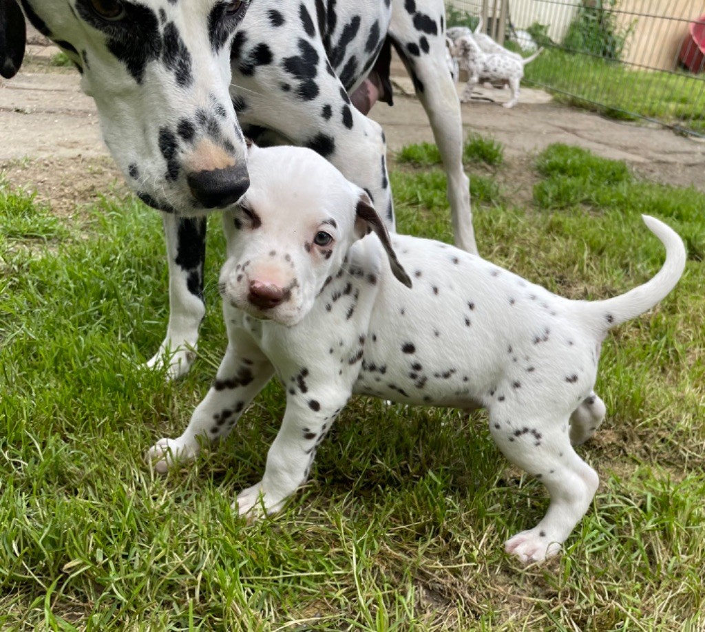 Chiots de race Dalmatien en Pays de la Loire