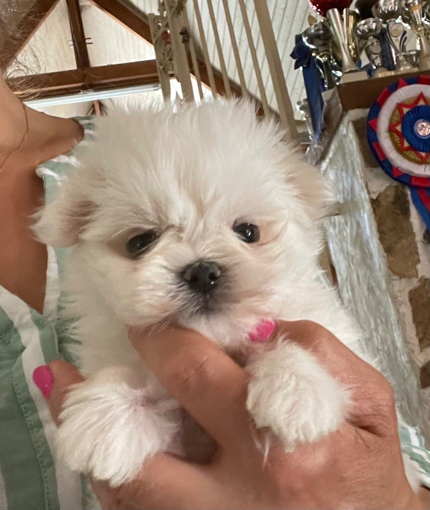 Chiot Bichon maltais - CHIOT 2 Valma's Signature