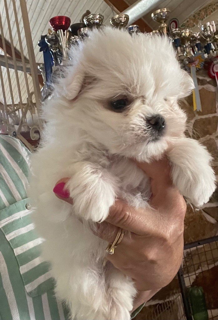Chiot Bichon maltais - CHIOT 2 Valma's Signature