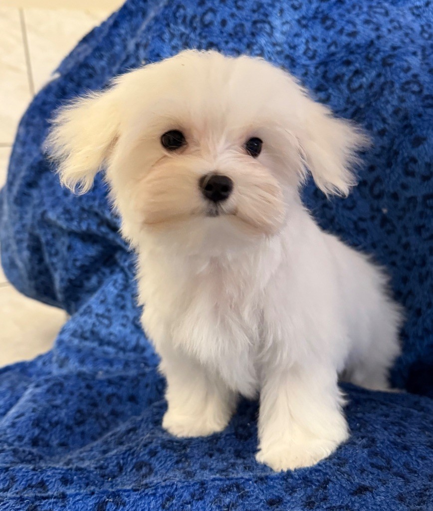 Bichon Maltais Toy Vendre
