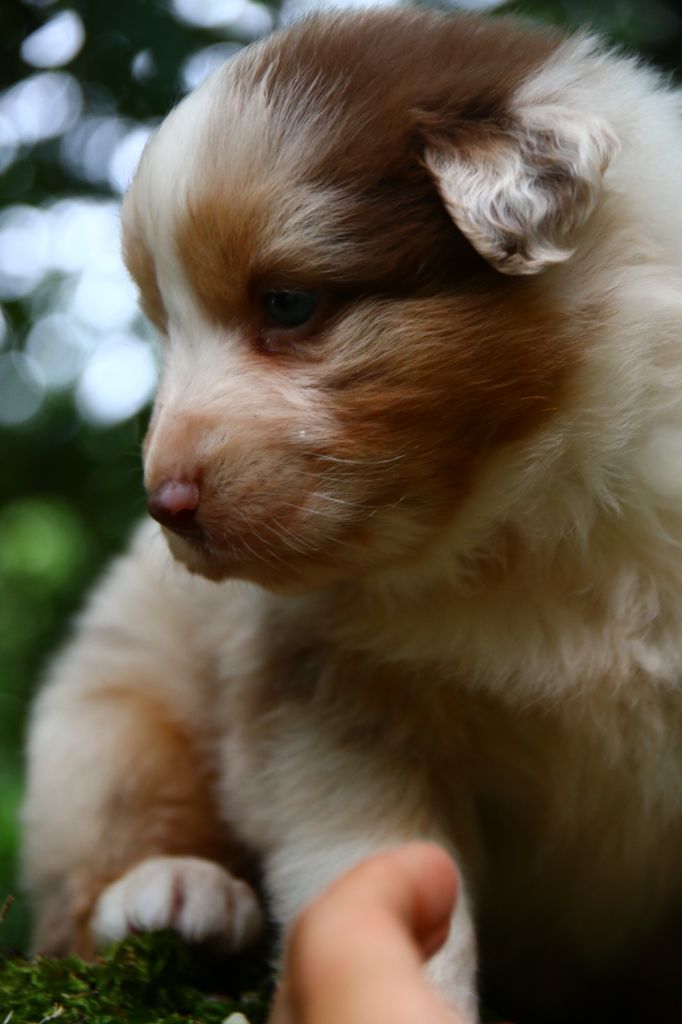 Chiot Berger Australien - rouge merle du temple de Palés