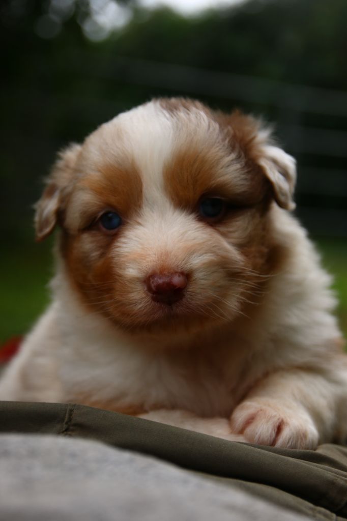 Chiot Berger Australien - rouge merle du temple de Palés