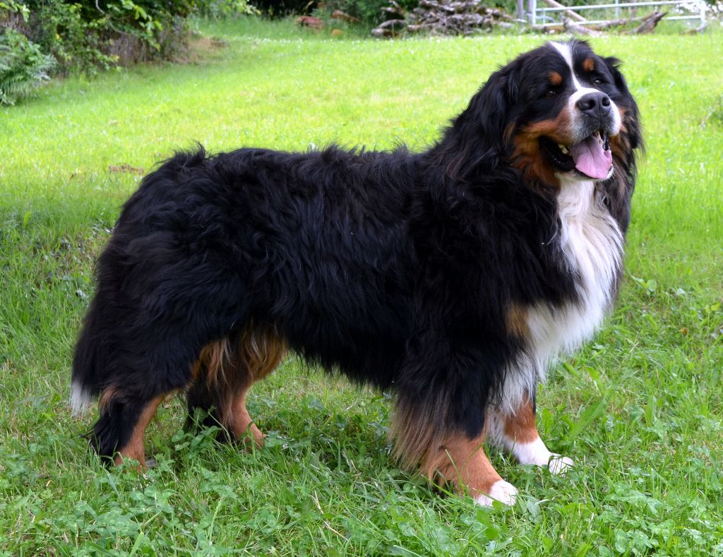 Accueil - Elevage de Belle de Fontenelle - eleveur de chiens Bouvier ...