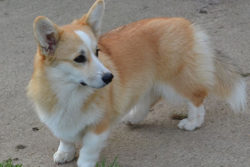Chien Welsh Corgi Pembroke Leely rose du Pays aux Longs Hivers