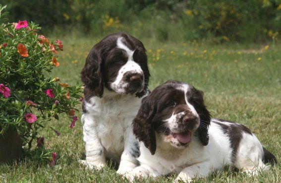 Accueil - Elevage of Cookies and Cream - eleveur de chiens English ...