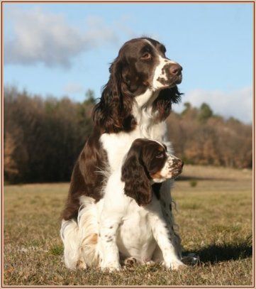 Accueil - Elevage of Cookies and Cream - eleveur de chiens English ...