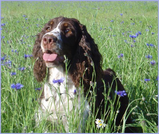 Accueil - Elevage of Cookies and Cream - eleveur de chiens English ...