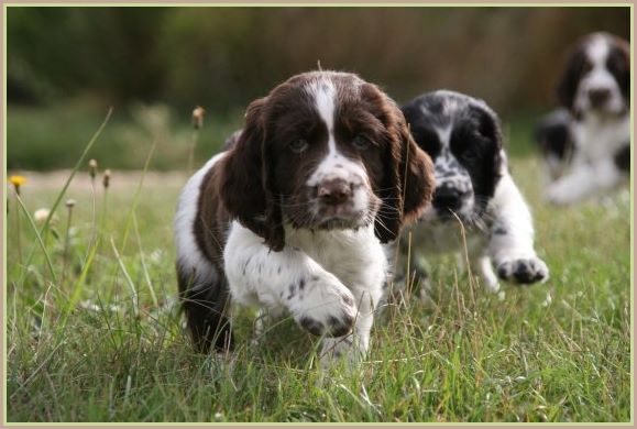Accueil - Elevage of Cookies and Cream - eleveur de chiens English ...