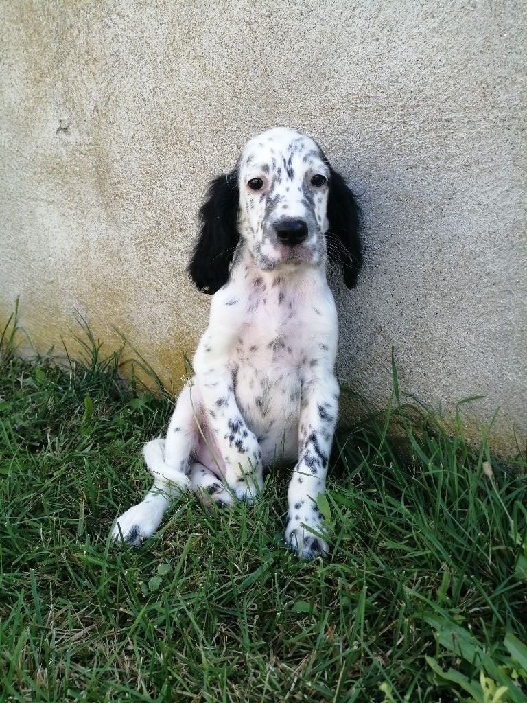 Chiots de la race Setter anglais disponibles sur chiots-de-france
