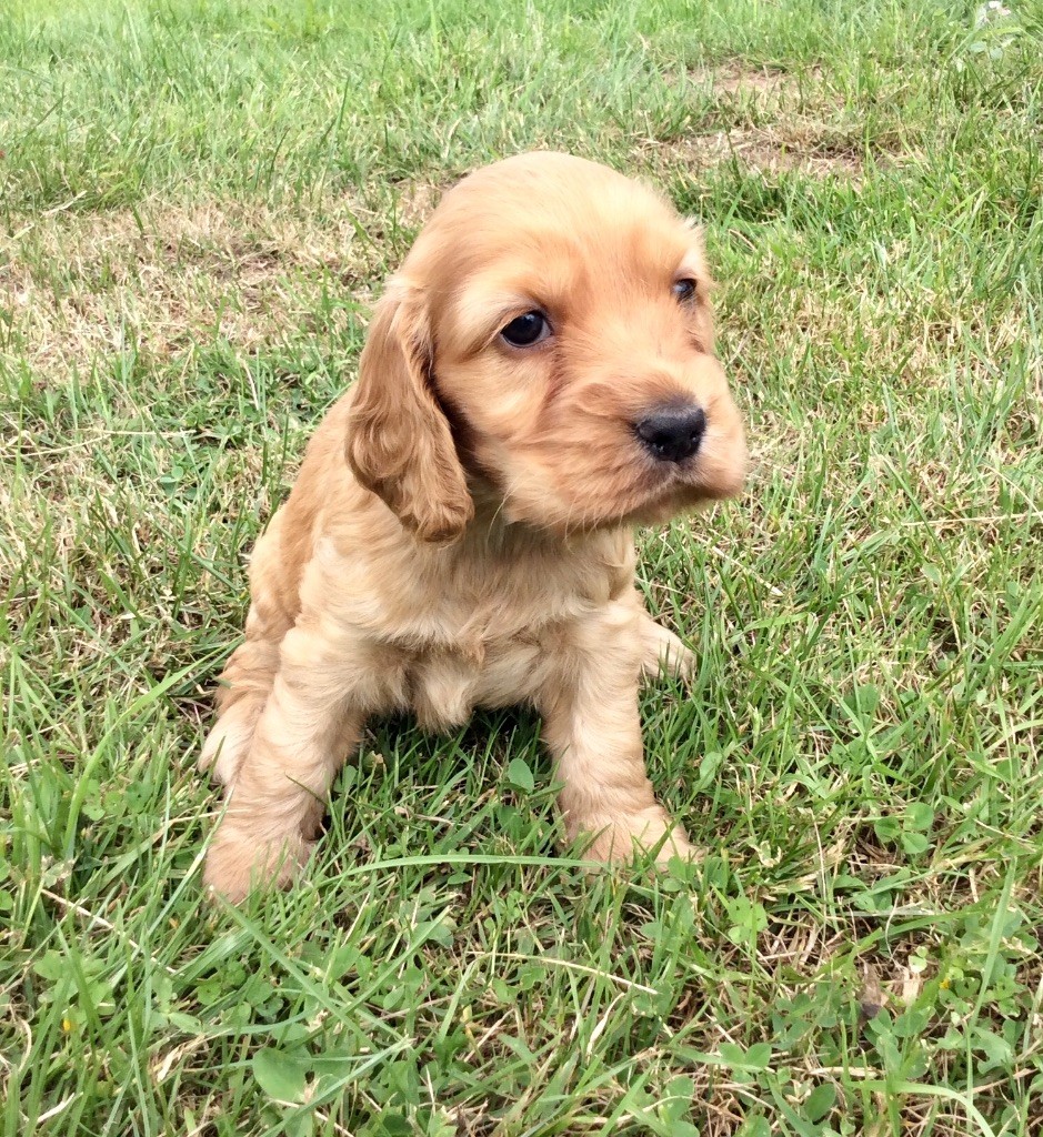 Chiots de la raceCocker Spaniel Anglaisdisponibles sur chiots-de-france