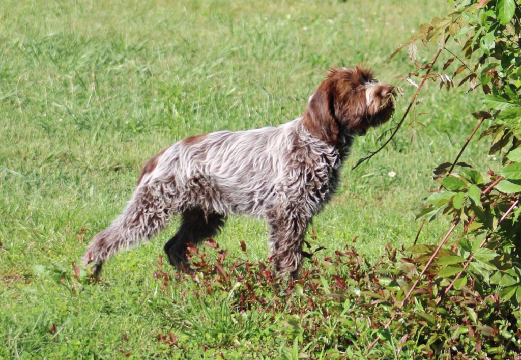Chiots à vendre - Elevage griffon korthals- eleveur de griffon Korthals ...