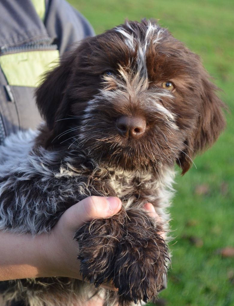 Chiot - Elevage griffon korthals- eleveur de griffon Korthals-chiots ...