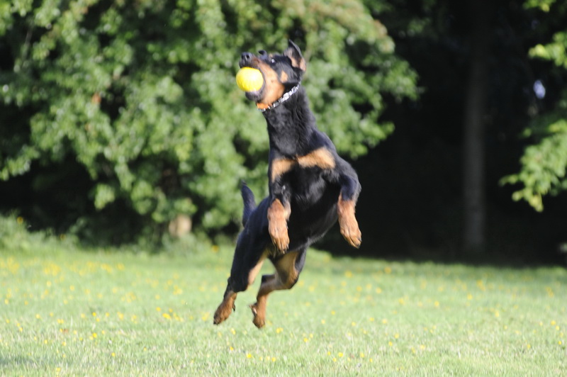 Chien Berger de Beauce Garou du stuyver veld