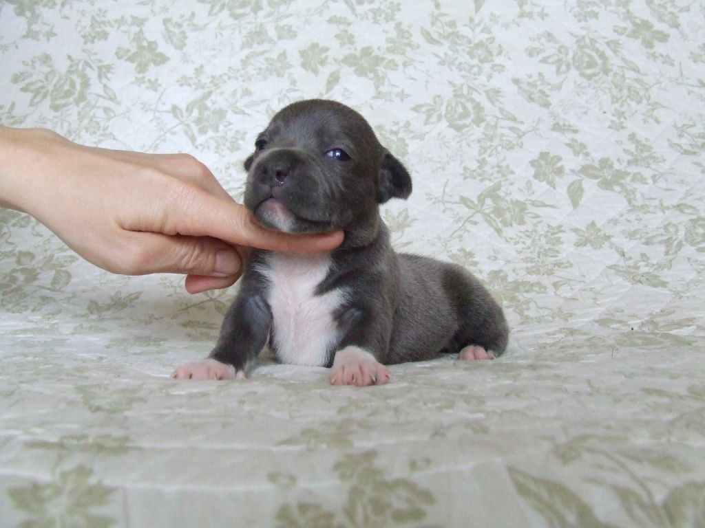 Chiot Staffordshire Bull Terrier - femelle bleu Woody's Original