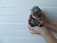 Chiens de France : Achats / Ventes de chiots de race issues d'élevage