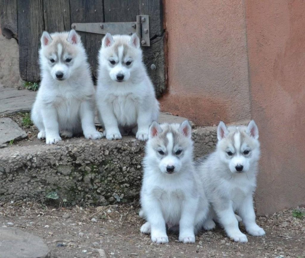 Chiots de la race Siberian Husky disponibles sur chiots-de-france
