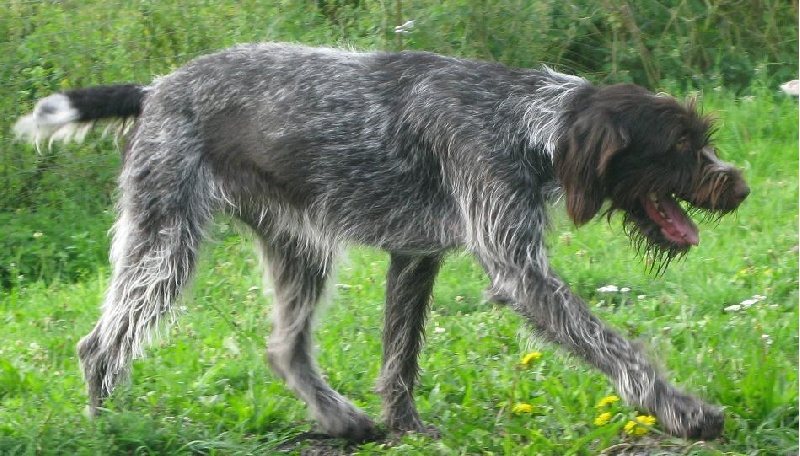 Chien Barbu tchèque Fidji du pont du riot d'Esnes