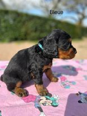 Chiots de race Setter Gordon LOF à vendre en France
