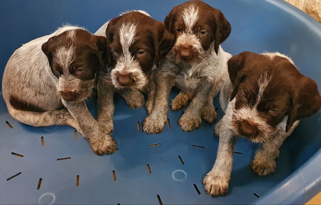 Chien Barbu tchèque Larko tan terre&eaux des Plaines du Cambresis