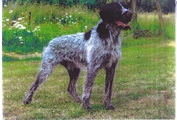 barbu tcheque des plaines du canbresis trial chasse