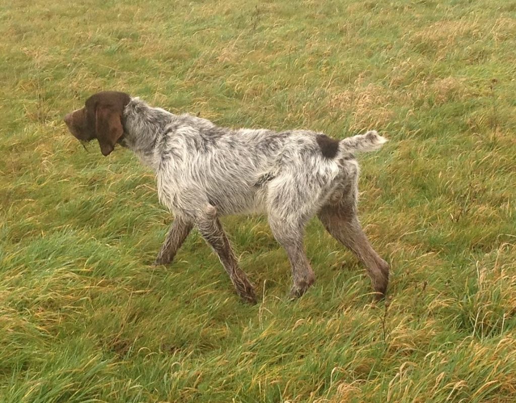 Chien Barbu tchèque Larko tan terre&eaux des Plaines du Cambresis