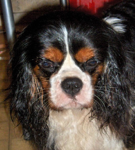 Chien Cavalier King Charles Spaniel Eau'r'ambar of Pretty Kings