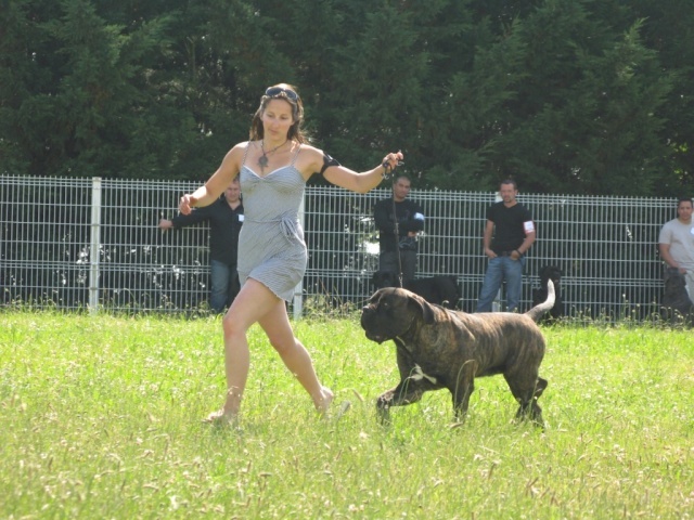 Chien Cane Corso CH. Balou de la guardia di castella