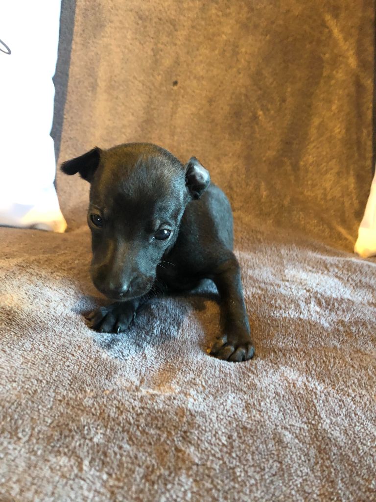 Tous nos chiots à vendre de race Petit Levrier Italien en France