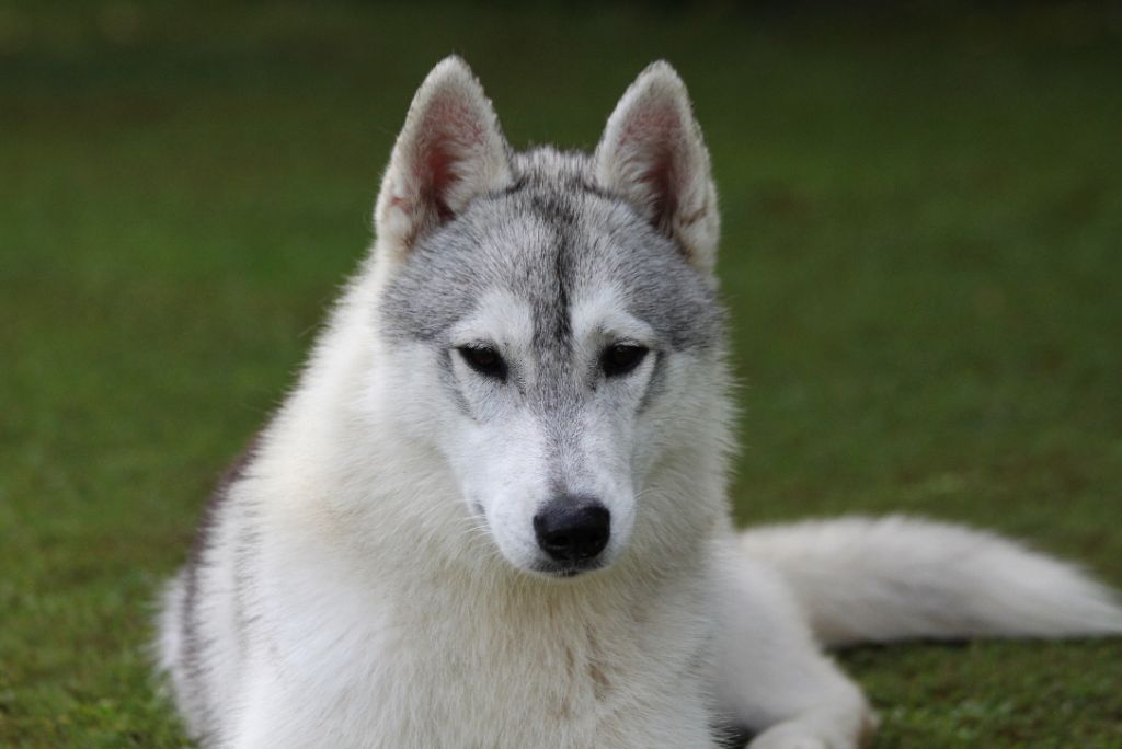 Accueil - Elevage d'Isarudy - eleveur de chiens Siberian Husky