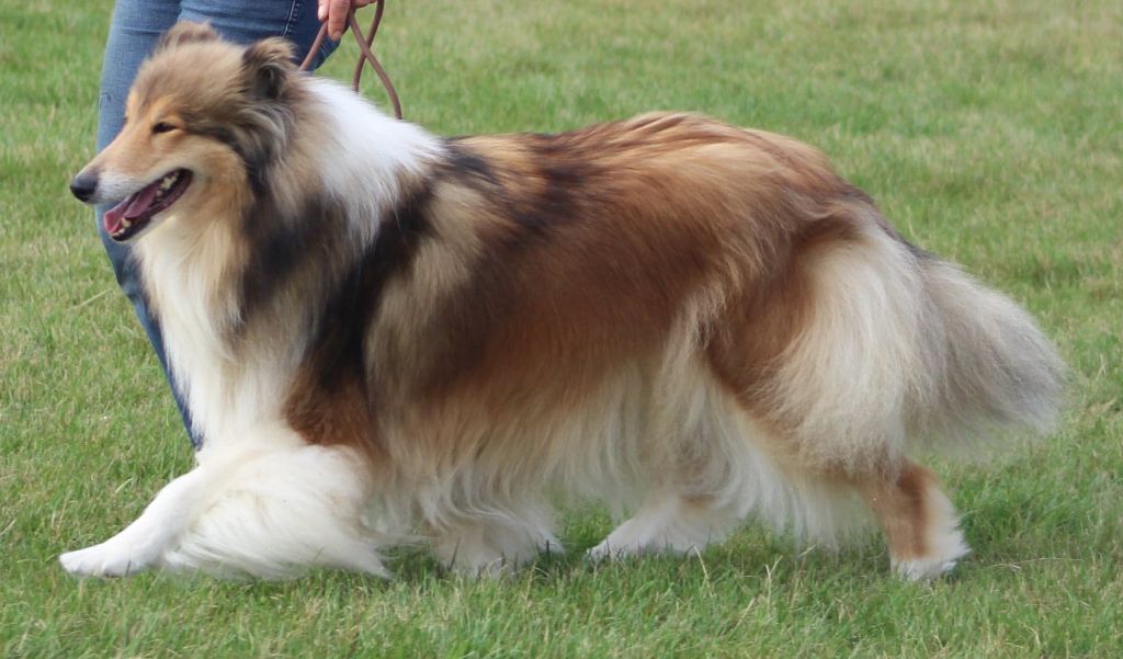 Chiots de race Colley à poil long en Occitanie
