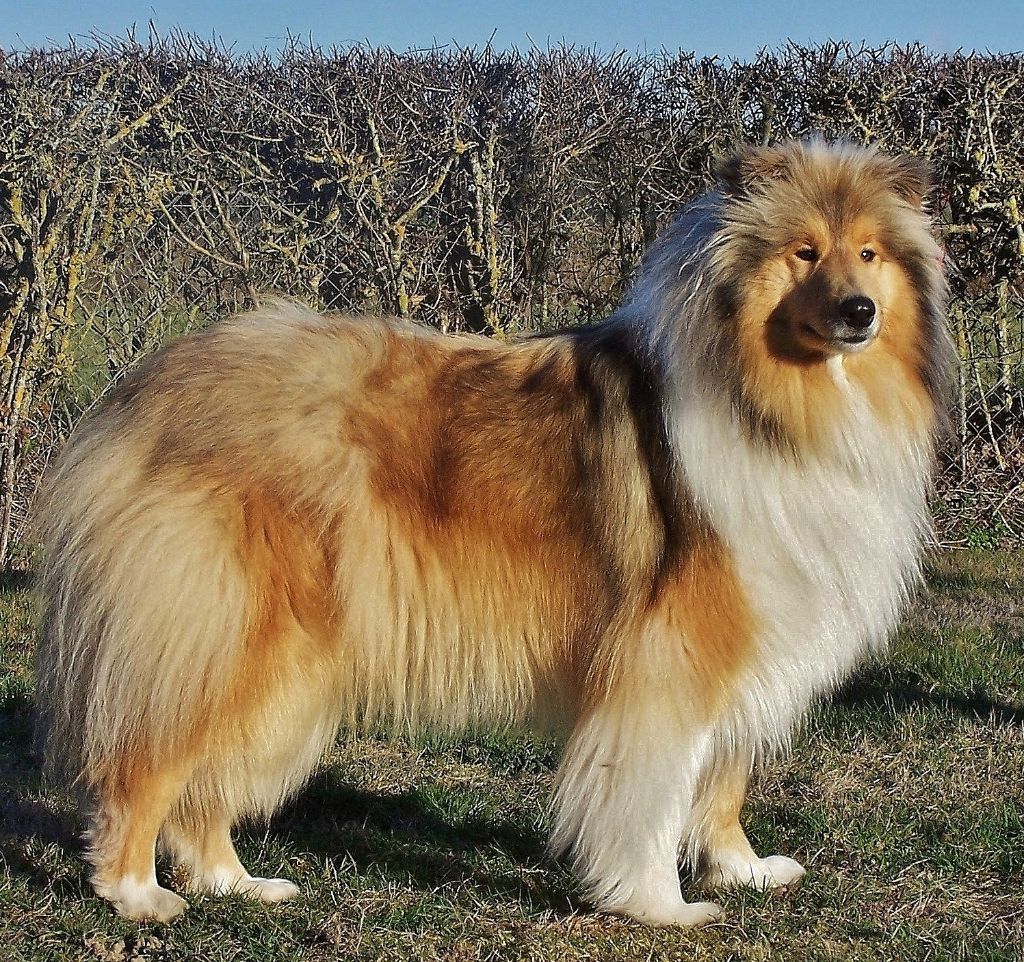 Accueil - IVOIRIE FIELD - Elevage de Colleys