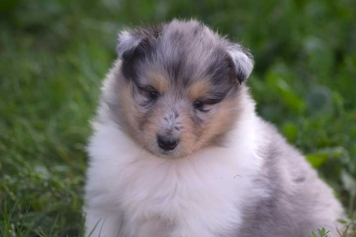 Accueil - Elevage du Jardin des Heliades - eleveur de chiens Colley à ...