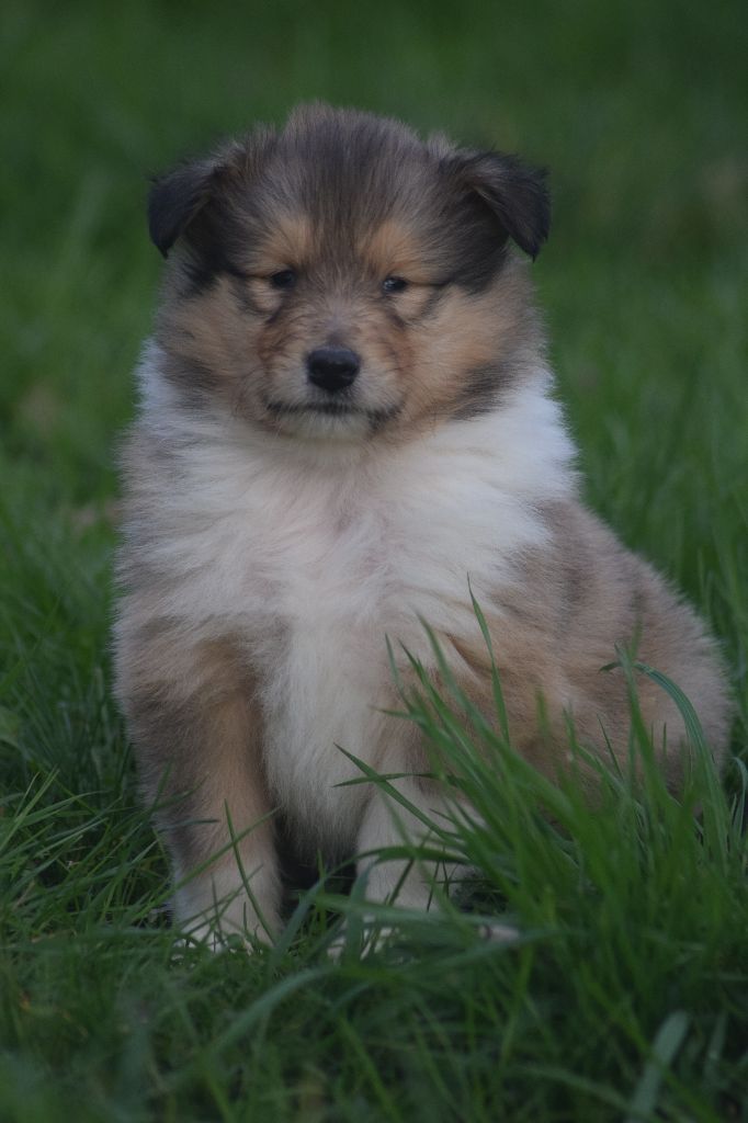 Accueil - Elevage du Jardin des Heliades - eleveur de chiens Colley à ...