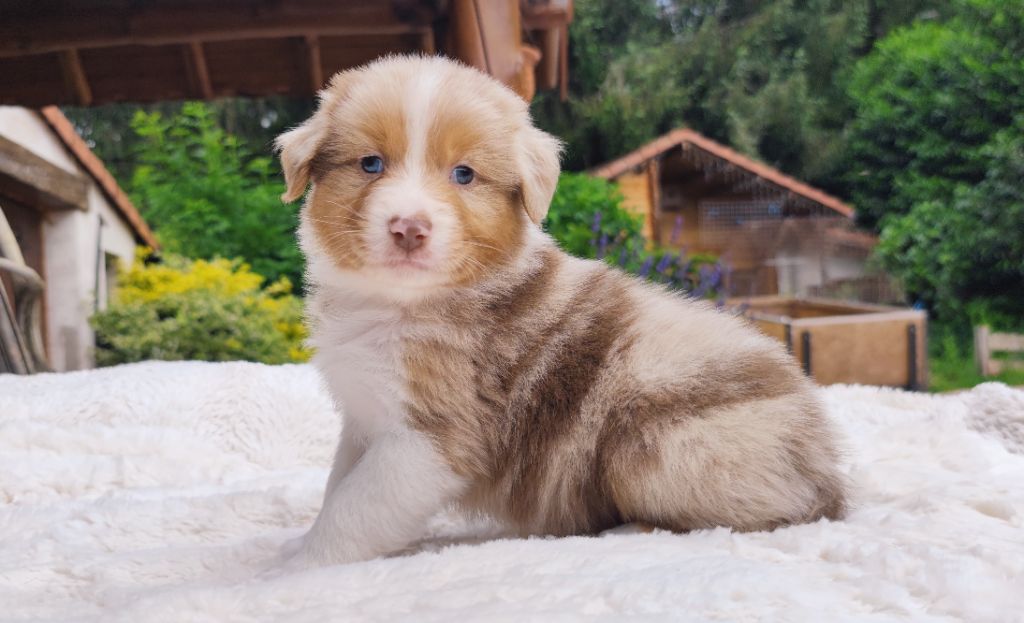 Chiot Berger Australien - Rouge merle du Domaine de Naugigoutte