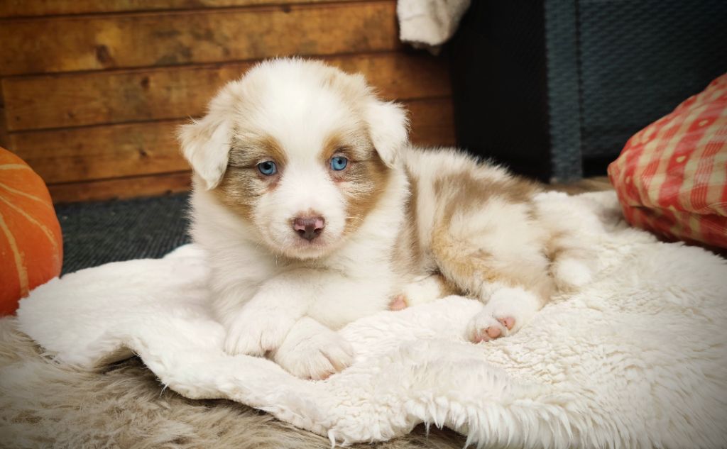 Chiot Berger Australien - Rouge Merle du Domaine de Naugigoutte