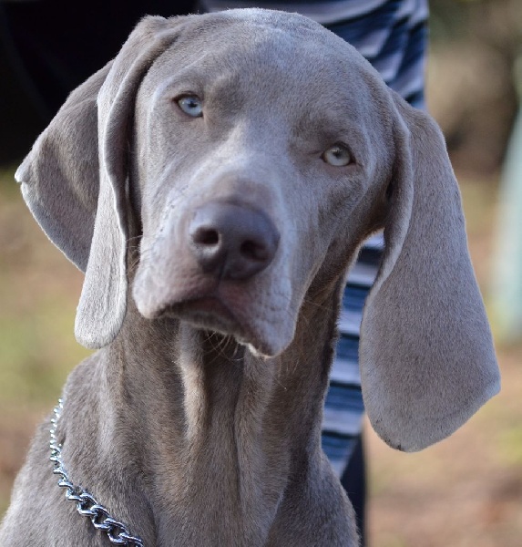 Chiot - Elevage de l'Etoile de Virginie - eleveur de chiens Braque de ...