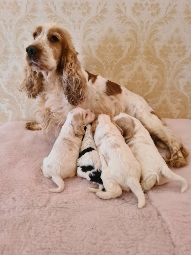 Chiots de la race Cocker Spaniel Anglais disponibles sur chiots-de-france