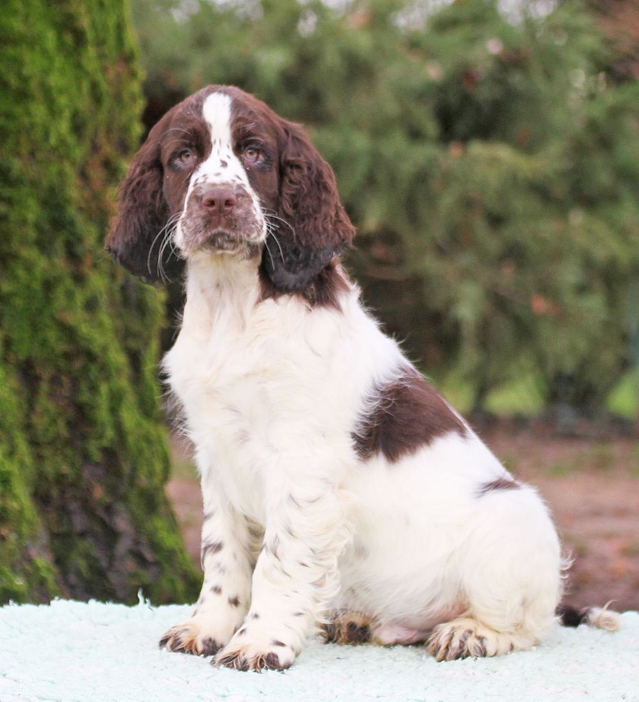 Tous nos chiots à vendre de race English Springer Spaniel en France