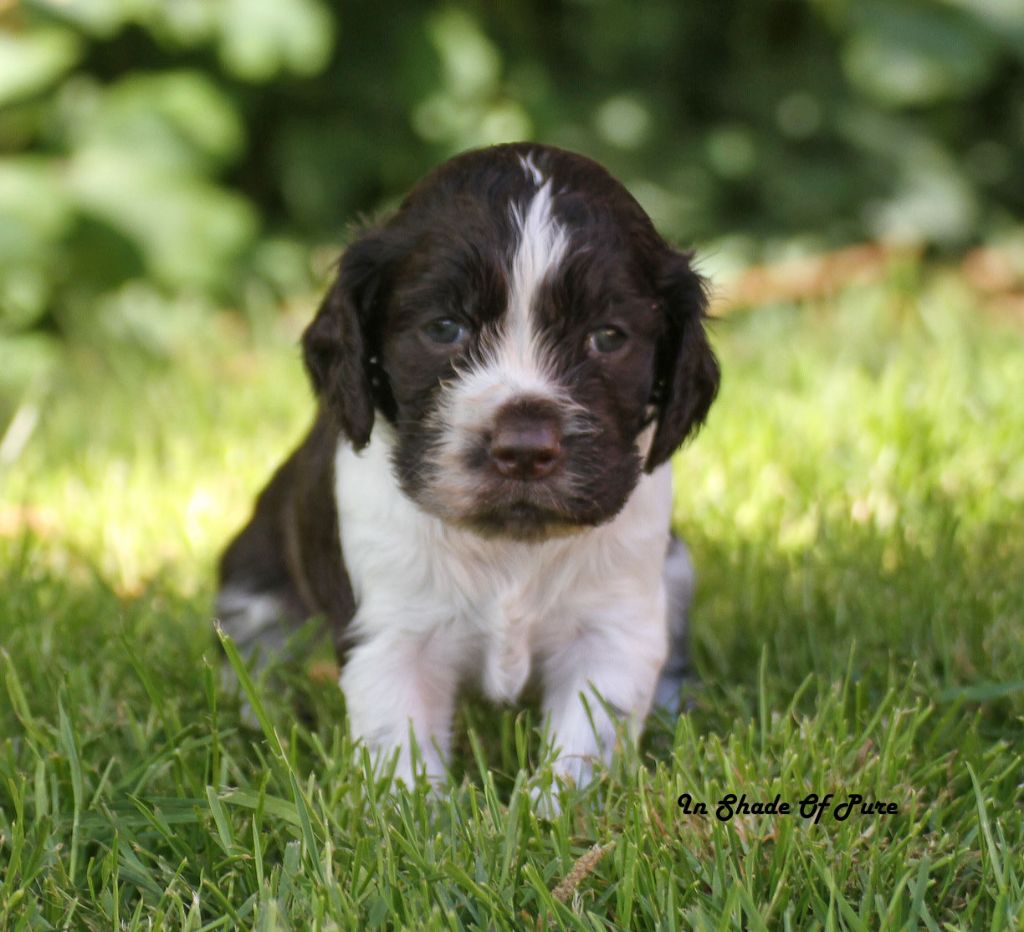 Chiot English Springer Spaniel - M3 in Shade of Pure