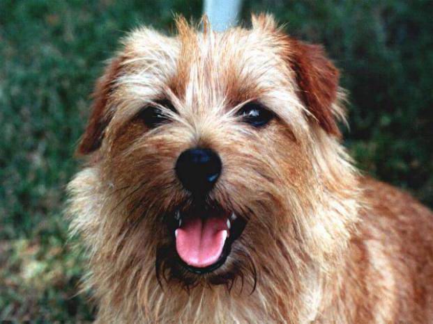 Chien Norfolk Terrier CH. boomer Tiptopsis