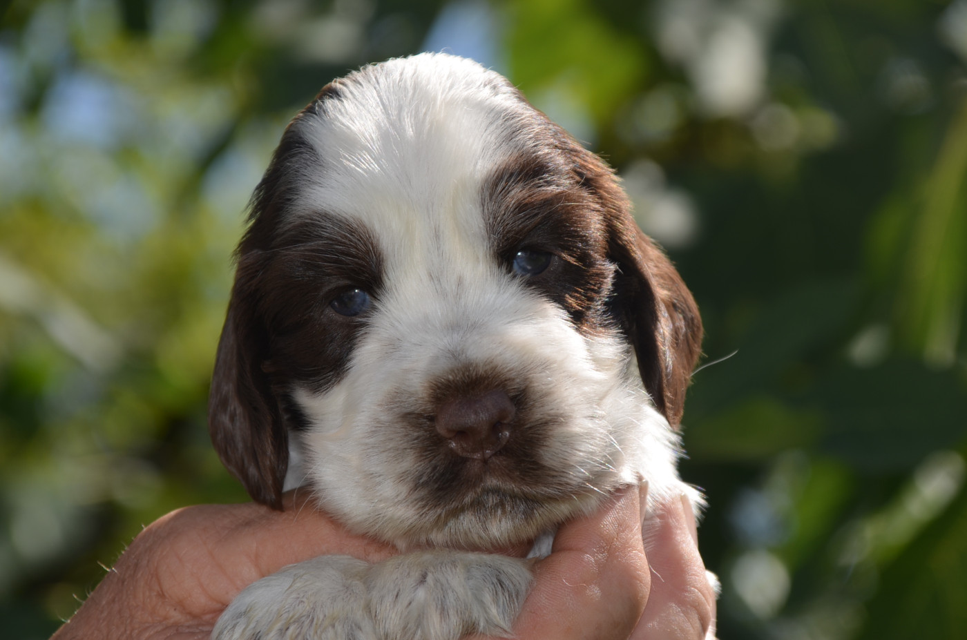 Chiot Cocker Spaniel Anglais - CHIOT 3 De la foret des reves bleus