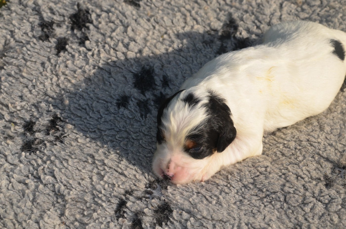 Chiot Setter Anglais - Chiot N°5 De la foret des reves bleus