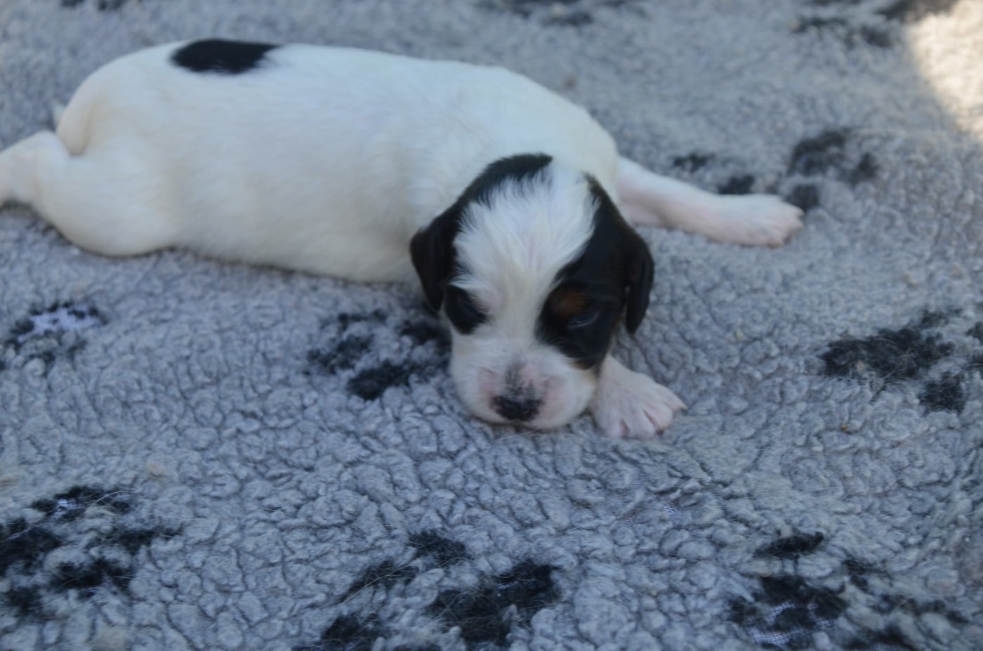 Chiot Setter Anglais - Chiot N°6 De la foret des reves bleus