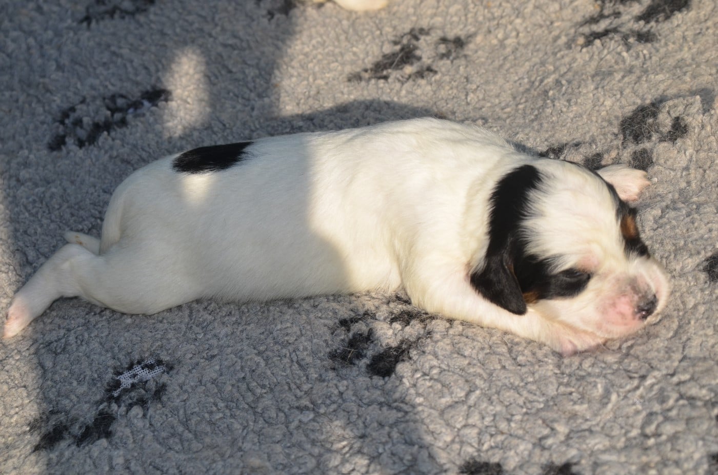 Chiot Setter Anglais - Chiot N°6 De la foret des reves bleus