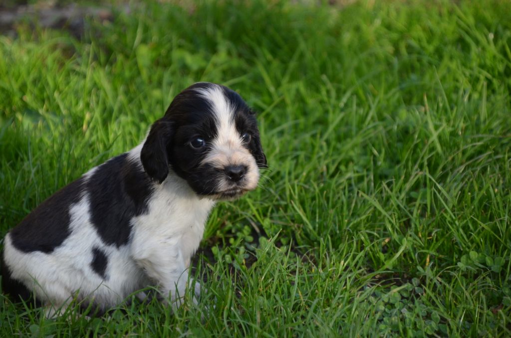 Chiot - Elevage De la foret des reves bleus - eleveur de chiens Cocker ...
