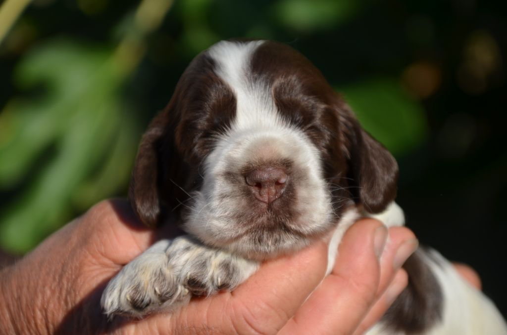 Chiot - Elevage De la foret des reves bleus - eleveur de chiens Cocker ...
