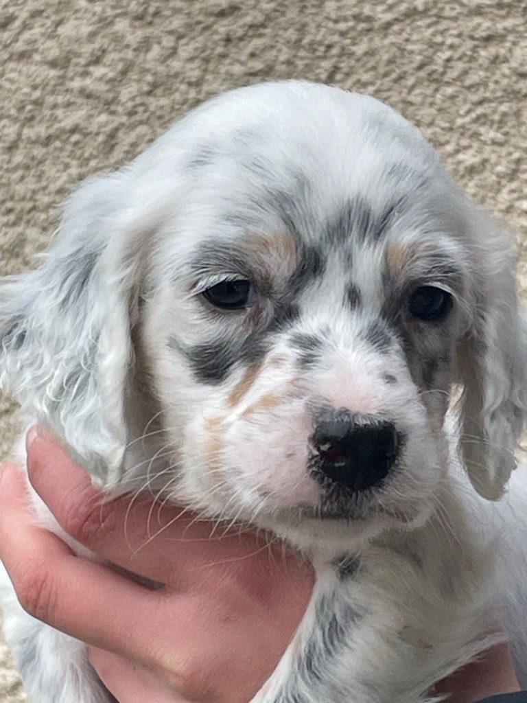 Chiot Setter Anglais - CHIOT 2 de Torlhak