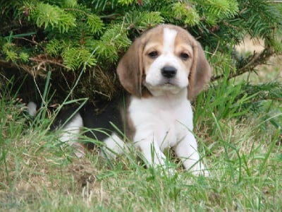 Chiens de France - Achat et vente de chiots de race issus d'élevages